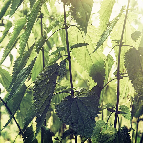 A rather astonishing cure : nettl.com