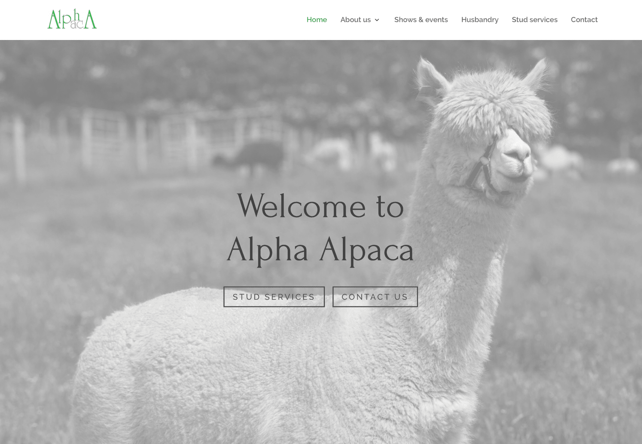 Alpha Alpacas : nettl.com